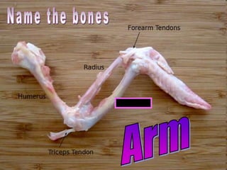 Chicken Leg Dissection