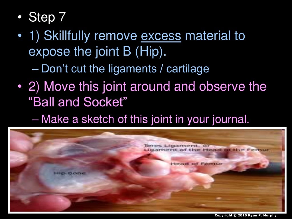 Chicken Leg Dissection PowerPoint, Muscular System, Skeletal System,
