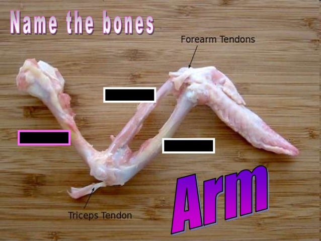 Chicken Leg Dissection PowerPoint, Muscular System, Skeletal System,