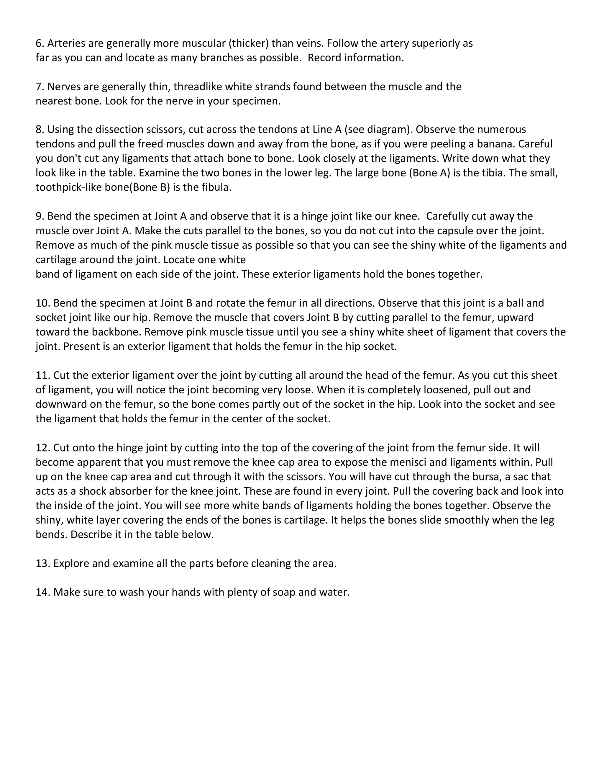 Chicken leg dissection_task_card | PDF