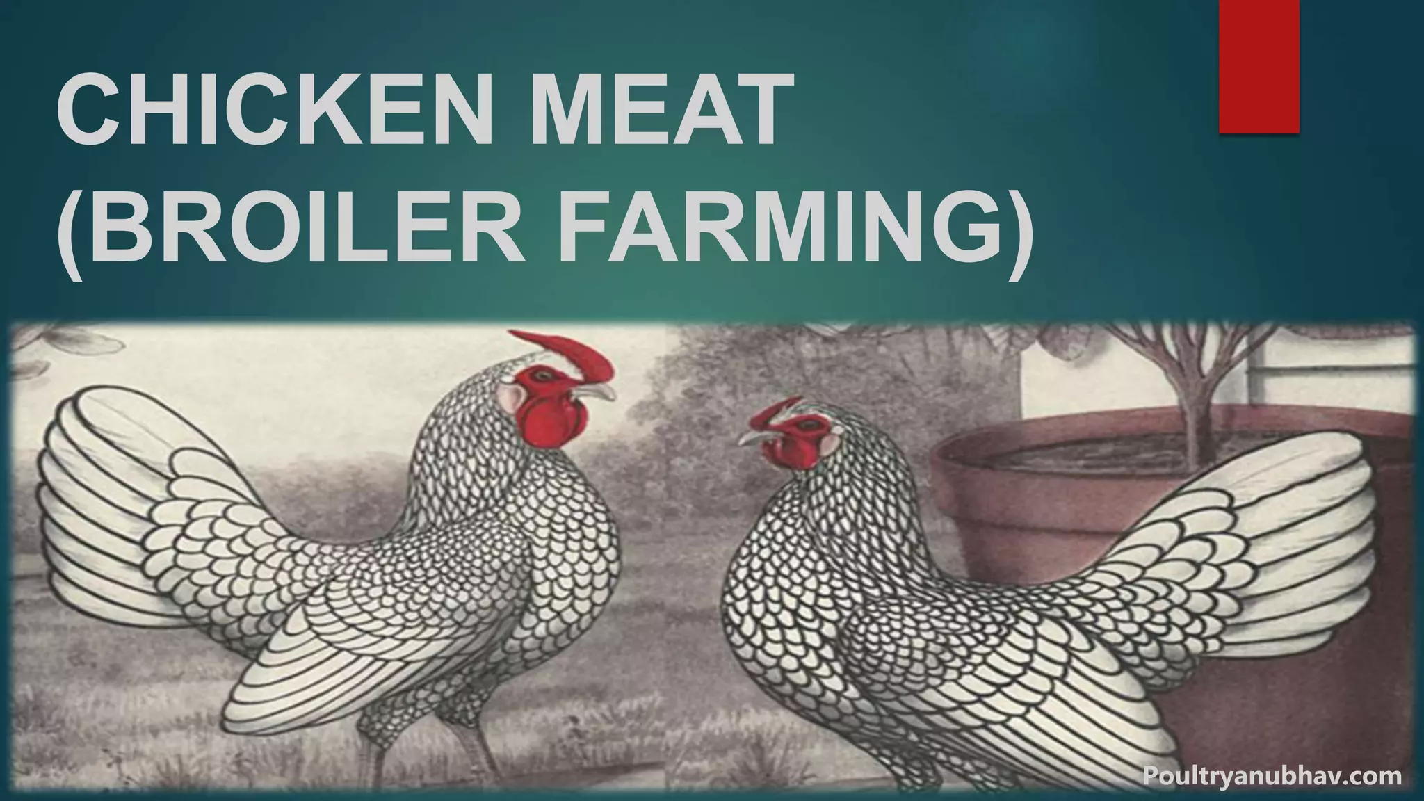 Chicken meat (broiler farming) | PPTX