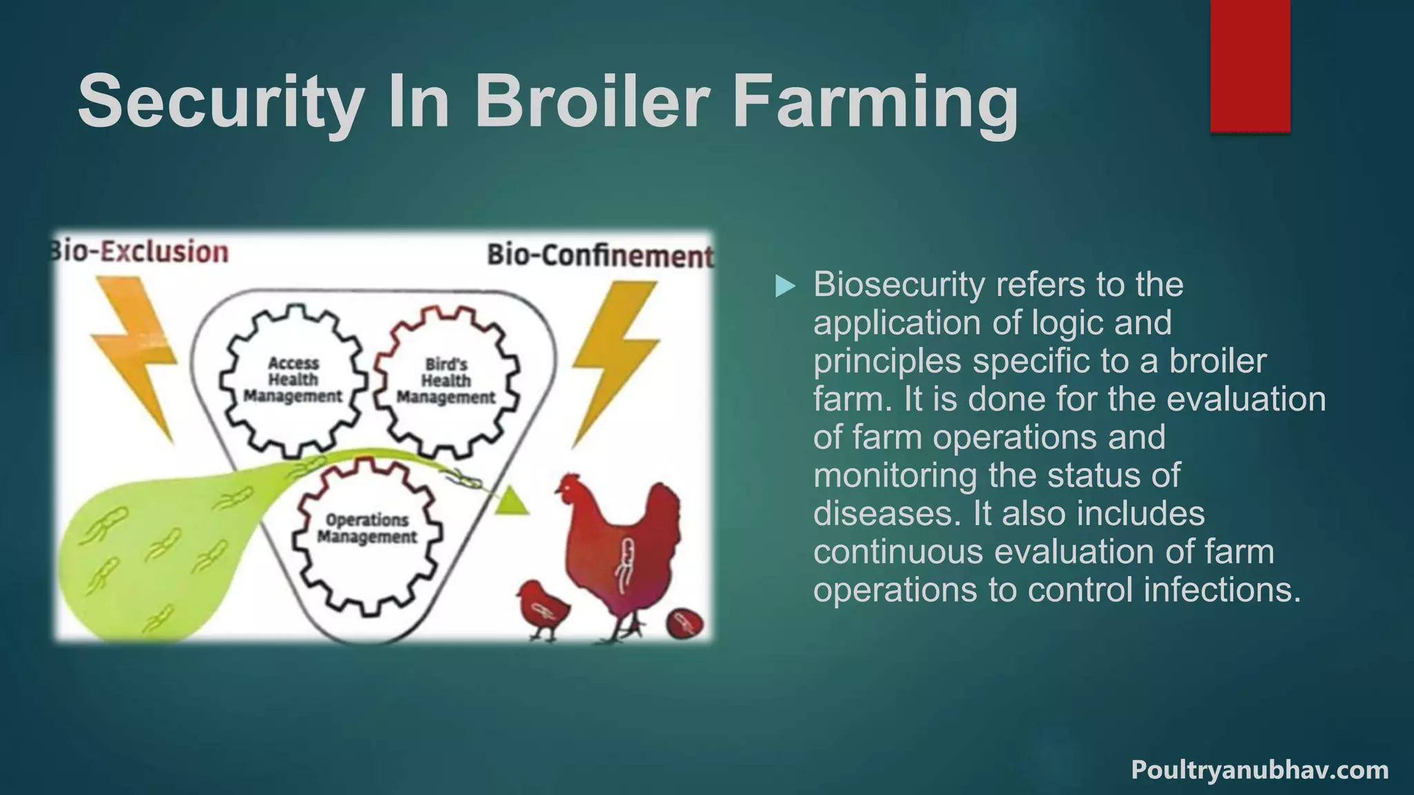 Chicken meat (broiler farming) | PPTX