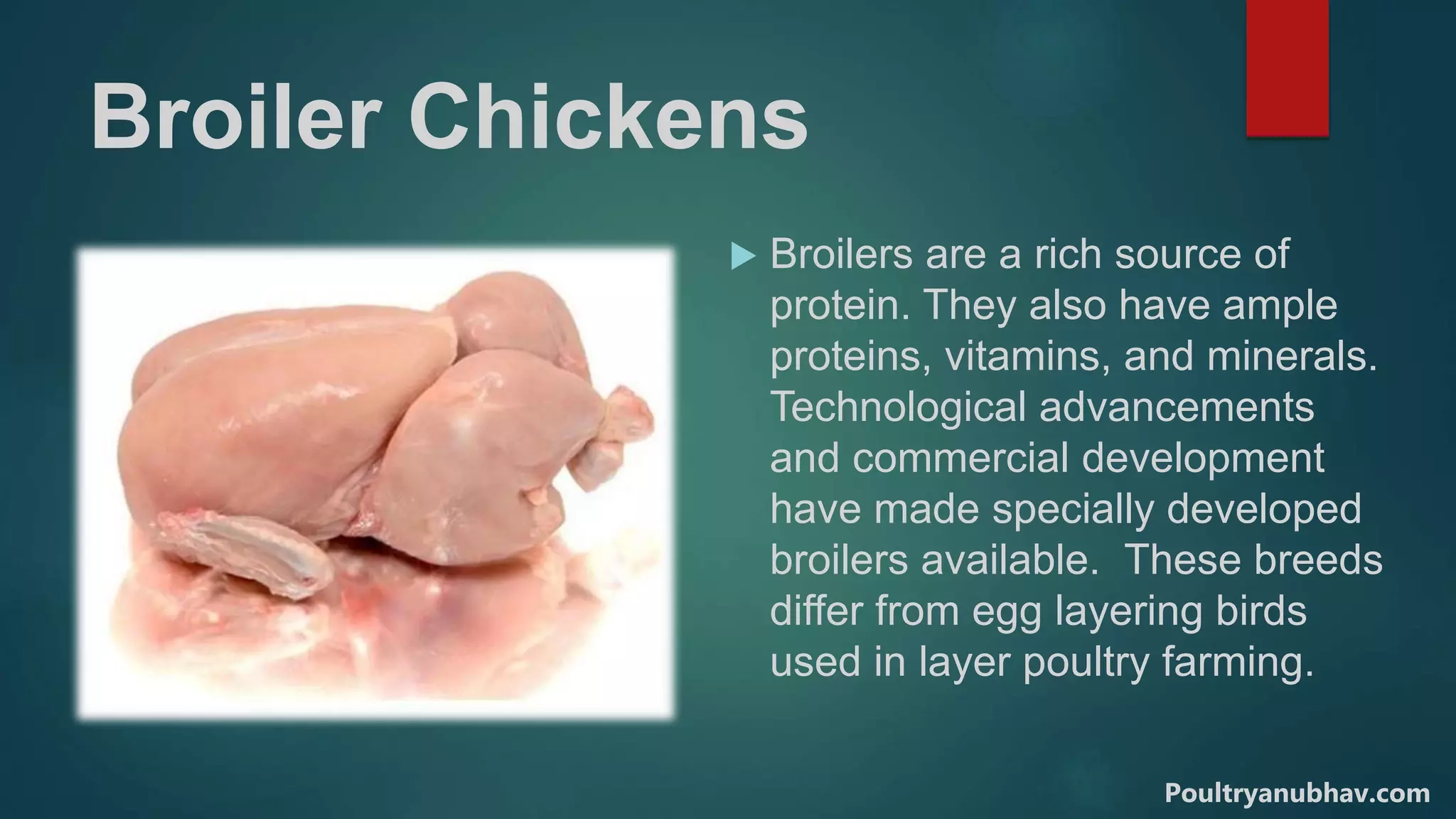 Chicken meat (broiler farming) | PPTX