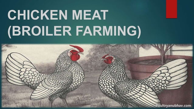 Chicken meat (broiler farming) | PPT