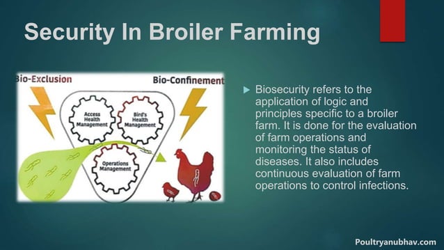Chicken meat (broiler farming) | PPT