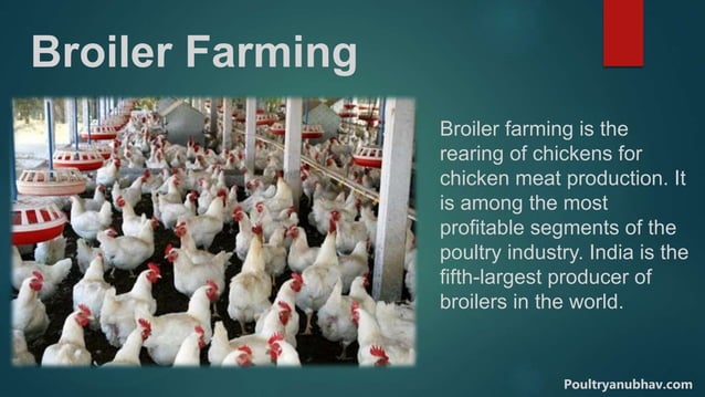 Chicken meat (broiler farming) | PPT