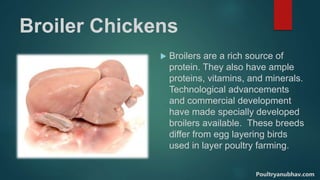 Chicken meat (broiler farming) | PPTX