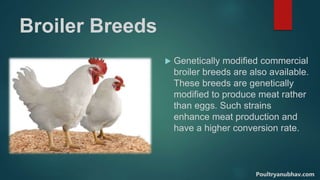 Chicken meat (broiler farming) | PPTX