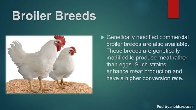 Chicken meat (broiler farming) | PPT