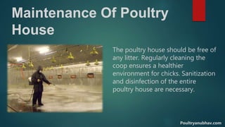 Chicken meat (broiler farming) | PPTX