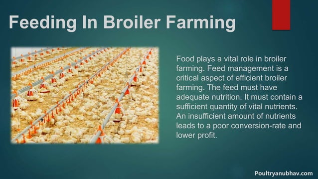Chicken meat (broiler farming) | PPT