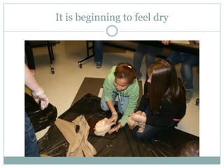 Chicken mummification | PPT