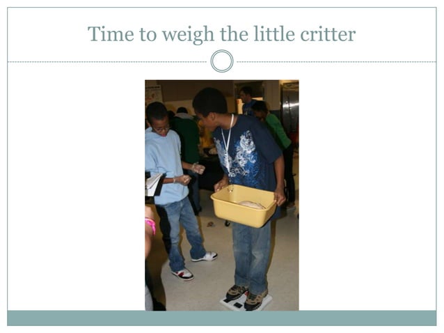 Chicken mummification | PPT