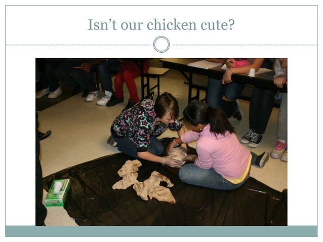 Chicken mummification | PPT