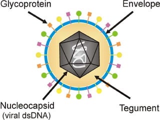 Chicken Pox Virus Structure