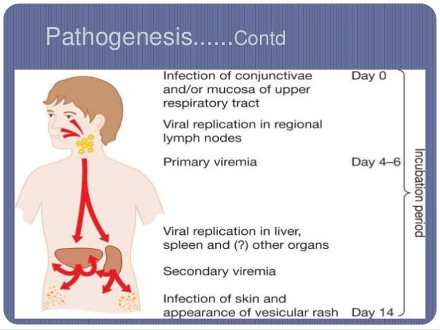 Chicken Pox Virus Cell