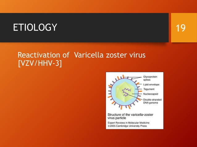 Chicken pox & Shingles | PPT