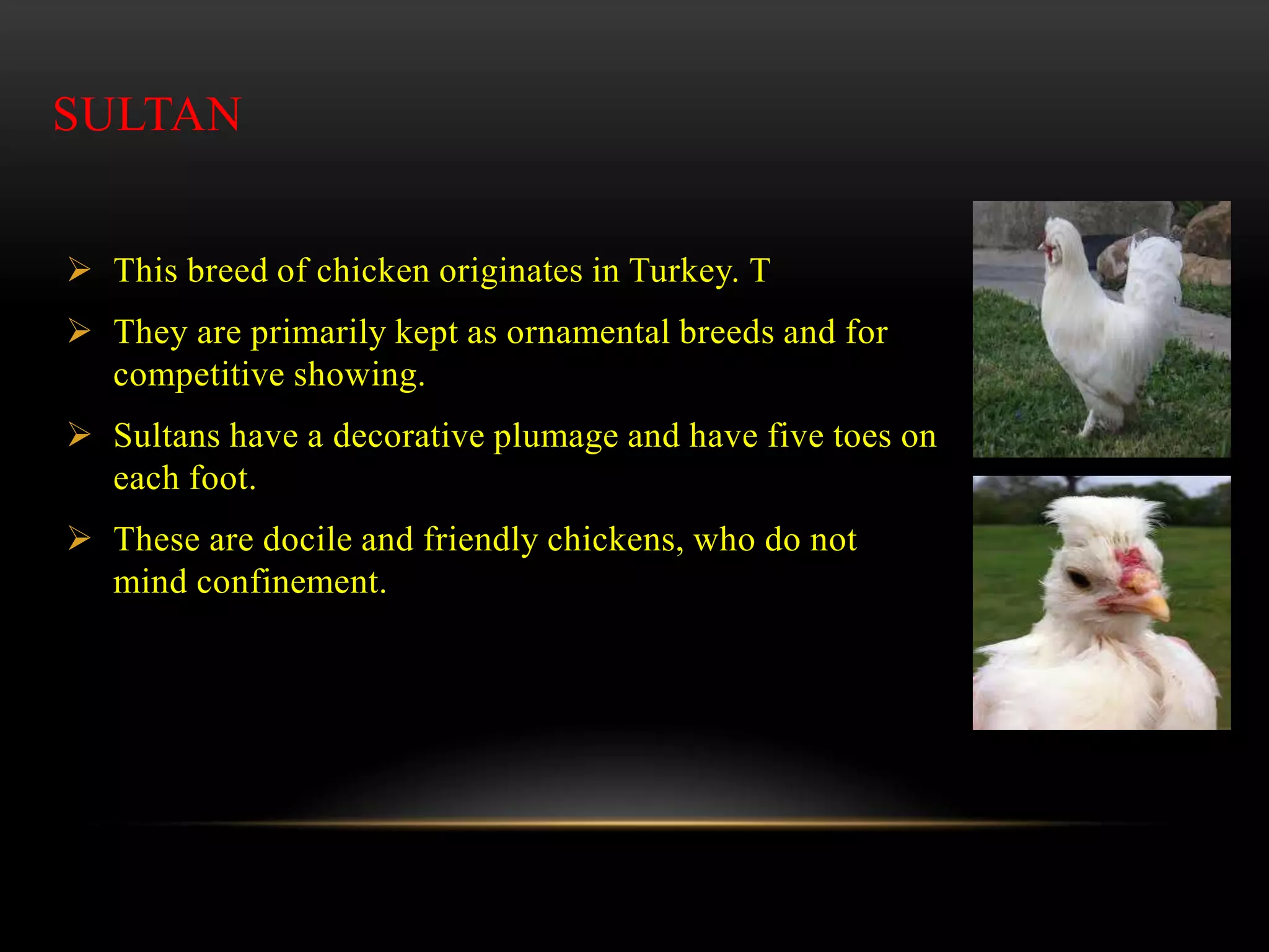 Chicken presentation | PPTX