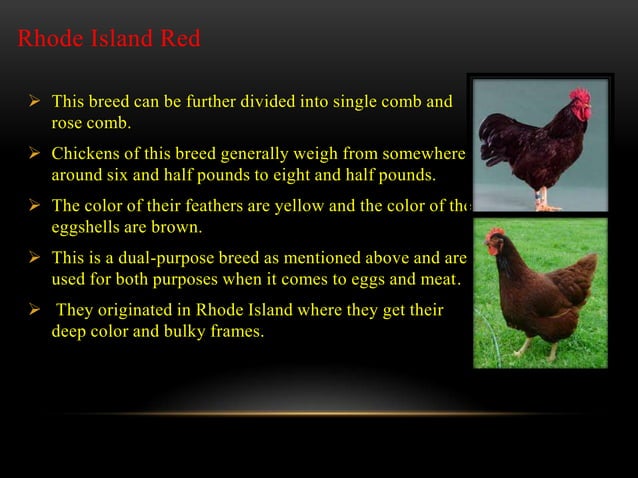 Chicken presentation | PPT