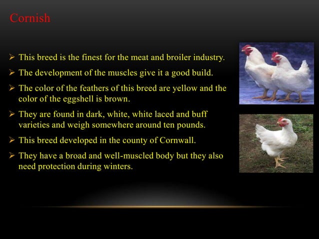 Chicken presentation | PPTX | Birds | Pets