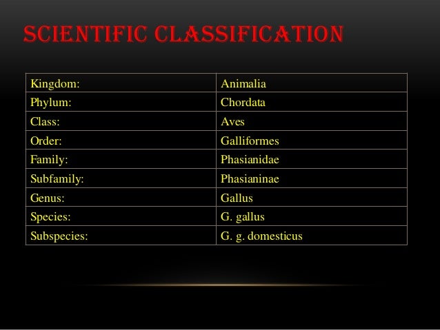Chicken presentation
