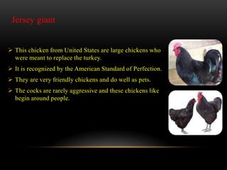 Chicken presentation | PPTX