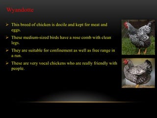 Chicken presentation | PPTX