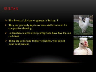 Chicken presentation | PPTX