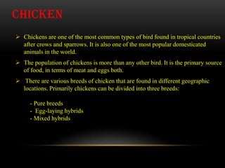 Chicken presentation | PPTX
