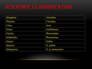 Chicken presentation | PPTX
