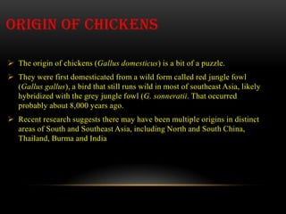 Chicken presentation | PPTX