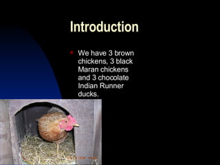 Chickens | PPT