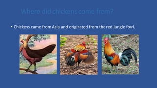 Chickens | PPTX