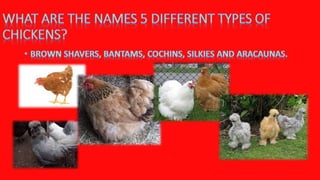 Chickens | PPTX