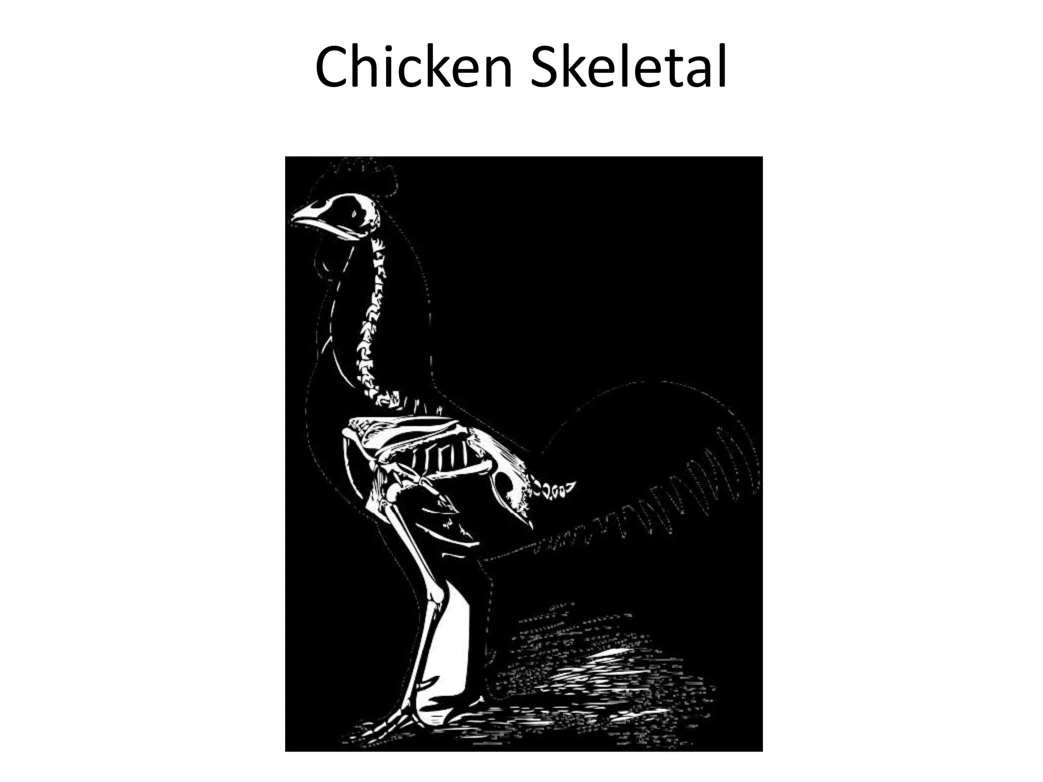 Chicken skull and sternum | PPTX