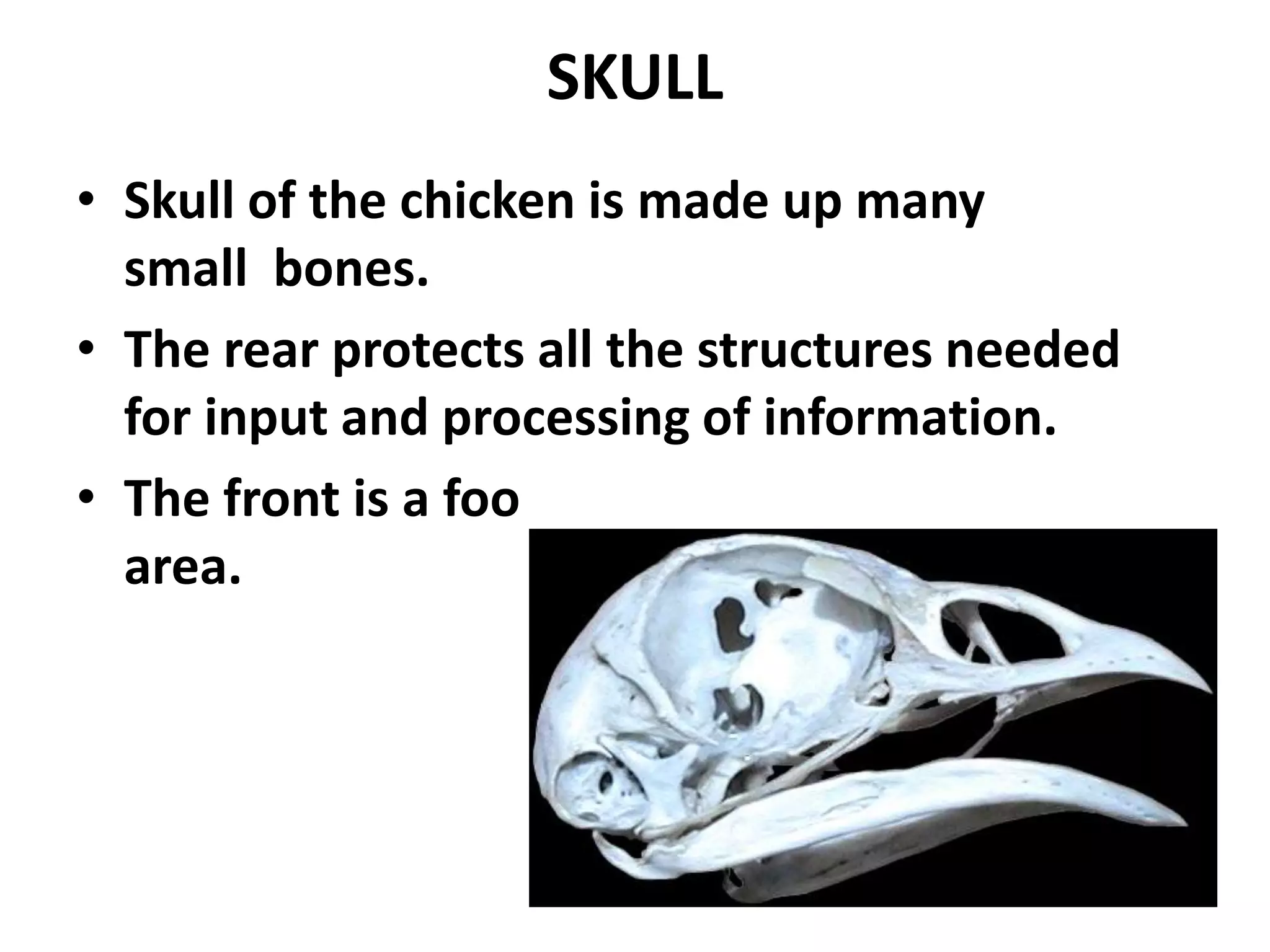 Chicken skull and sternum | PPTX