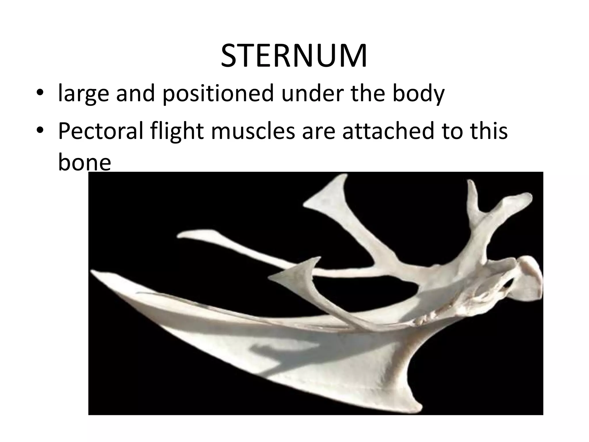 Chicken skull and sternum | PPTX