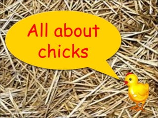 Chickens life cycle | PPT