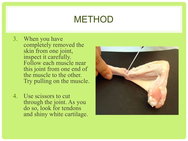 Chickenwingdissection | PPTX