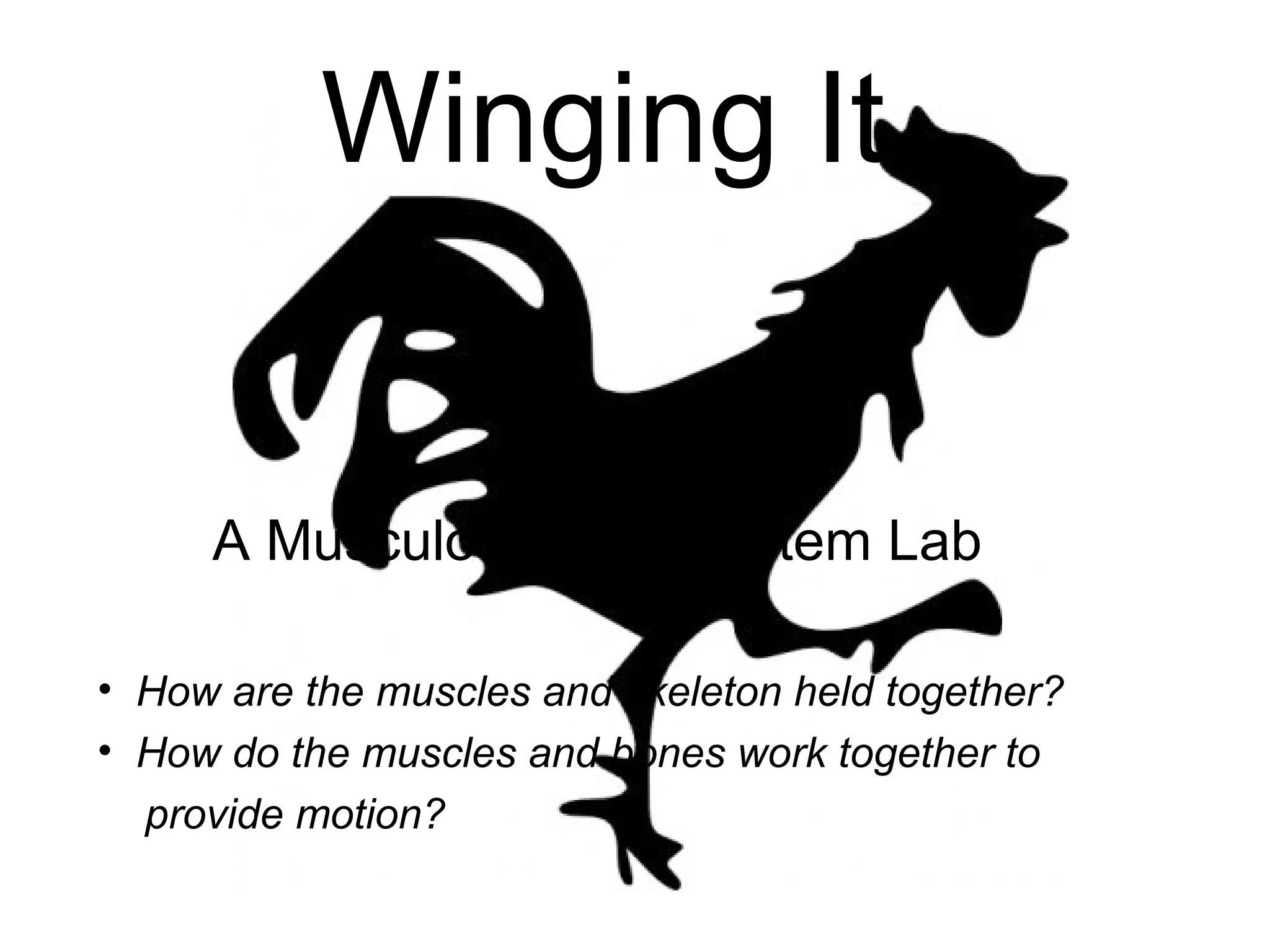 Chicken wing dissection | PPT