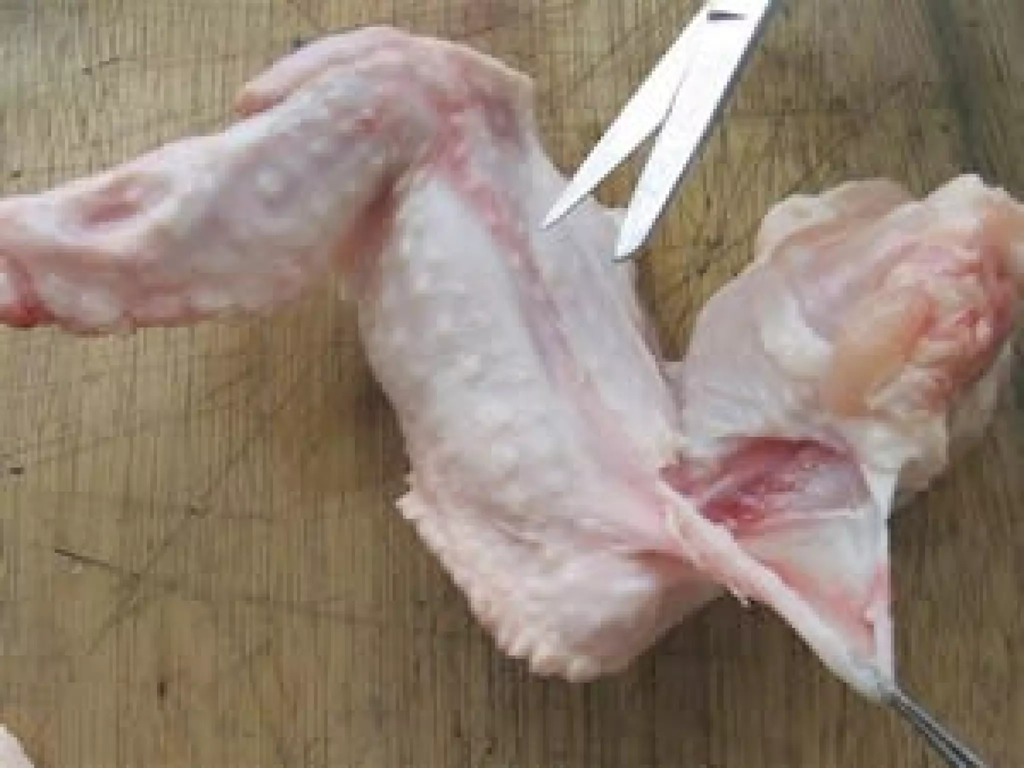 Chicken wing dissection | PPT