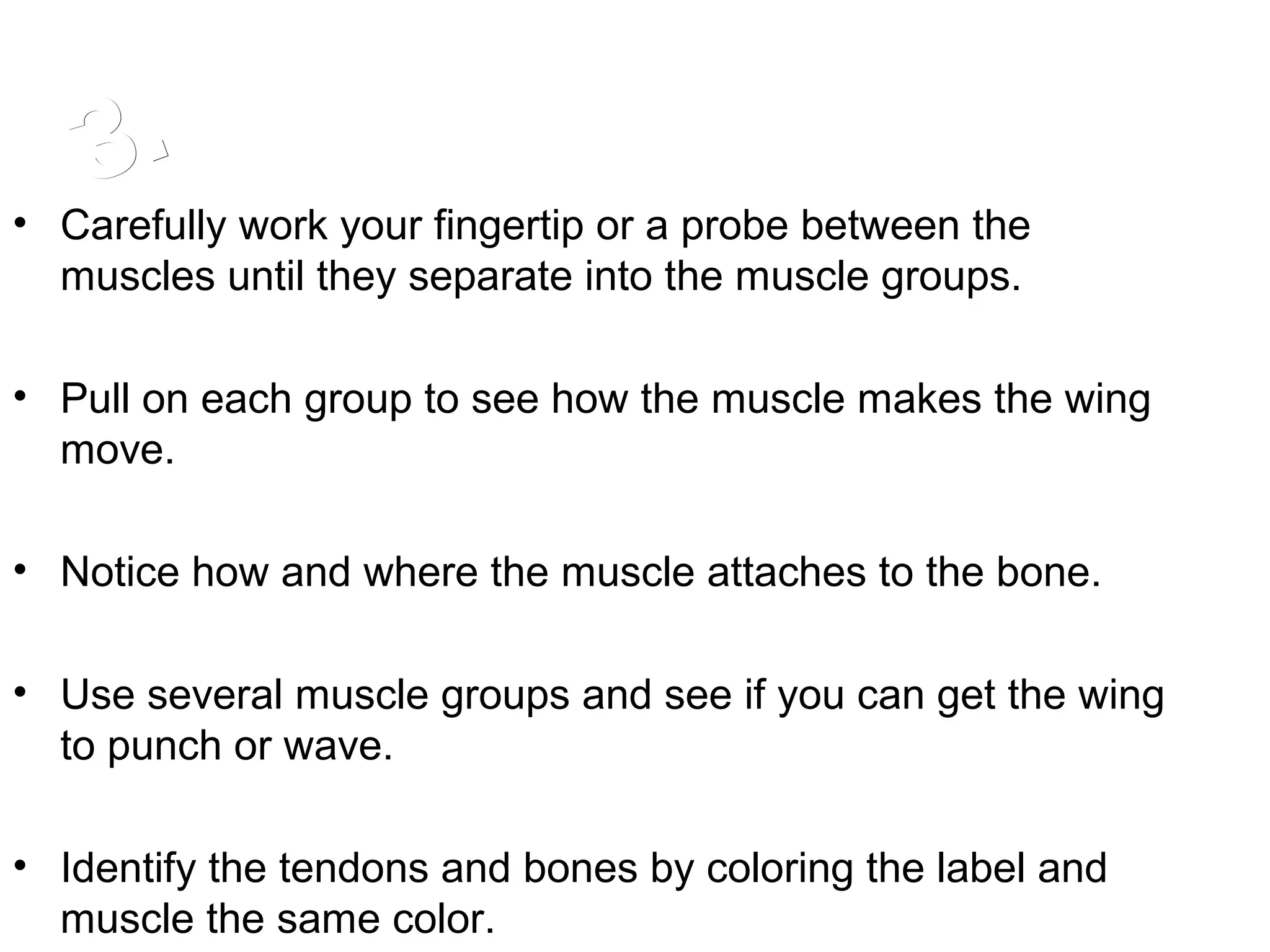 Chicken wing dissection | PPT