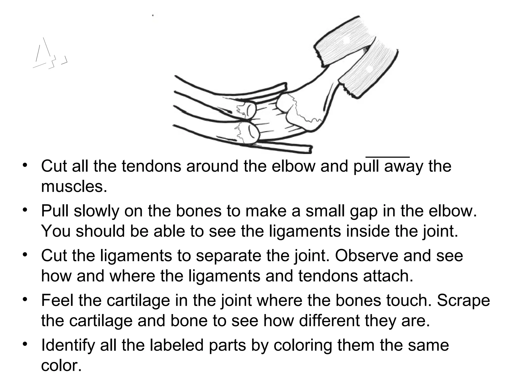 Chicken wing dissection | PPT