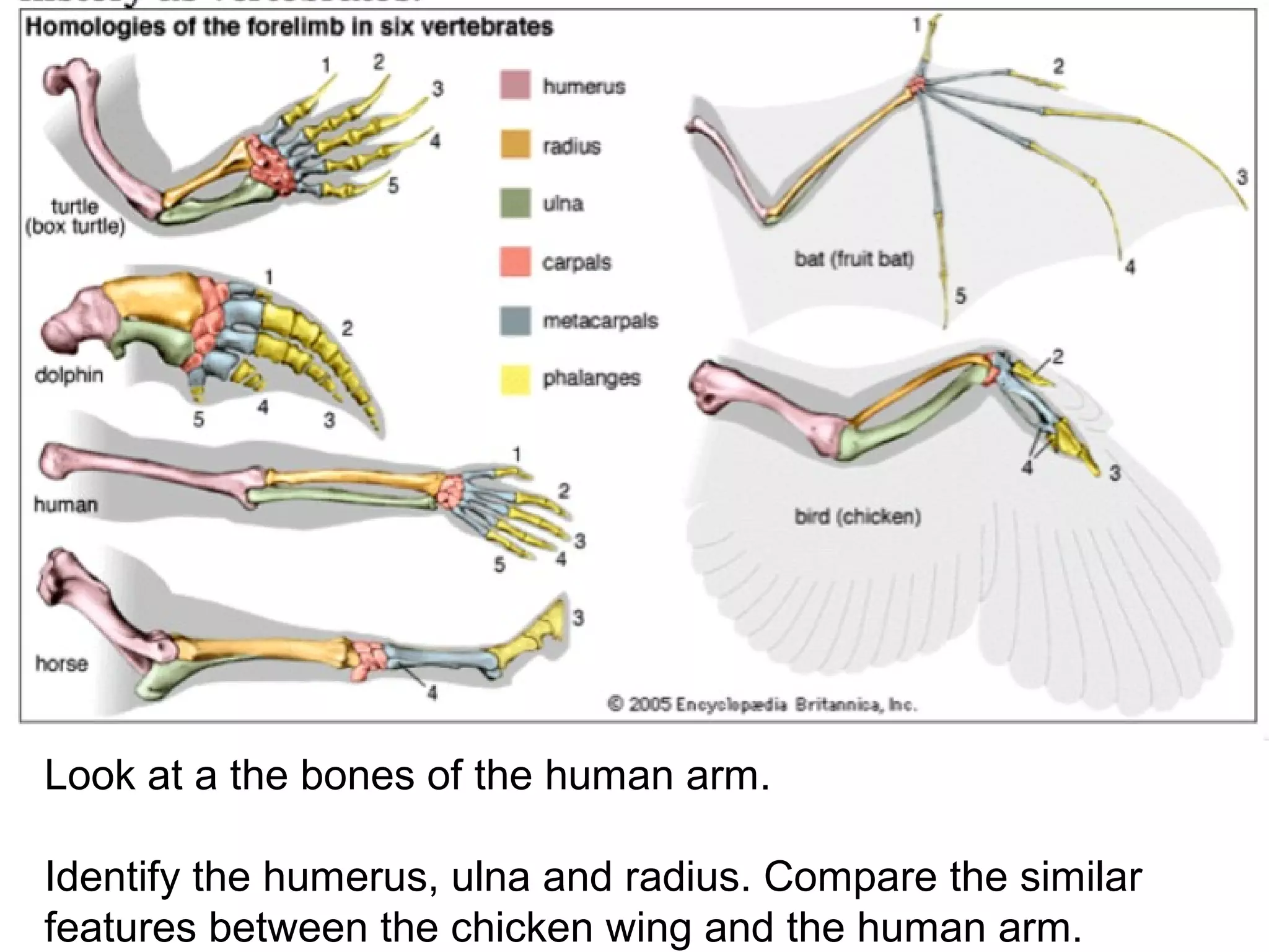 Chicken wing dissection | PPT