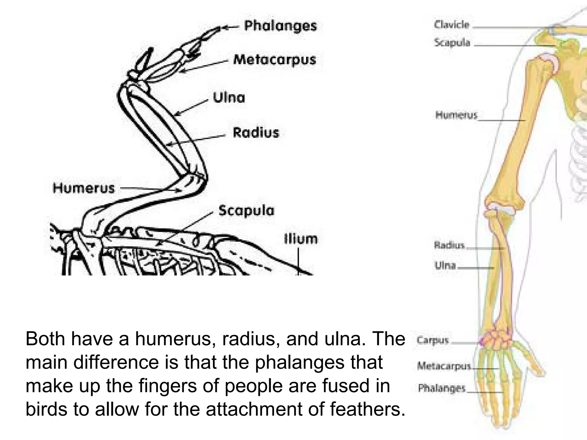 Chicken wing dissection | PPT