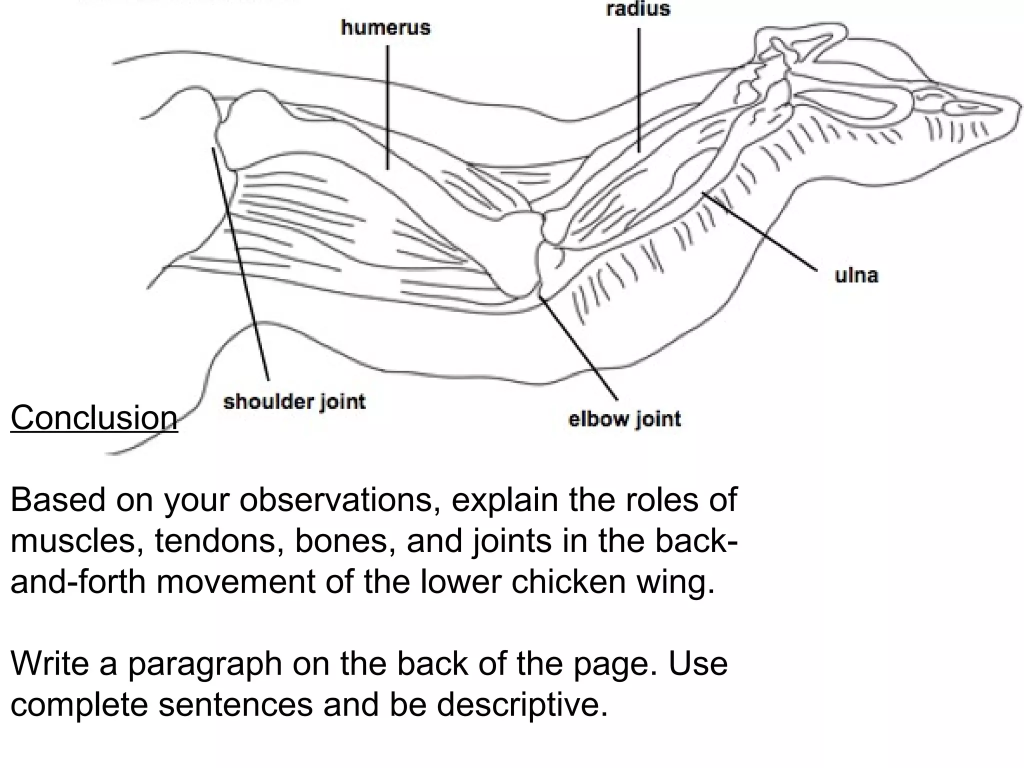 Chicken wing dissection | PPT