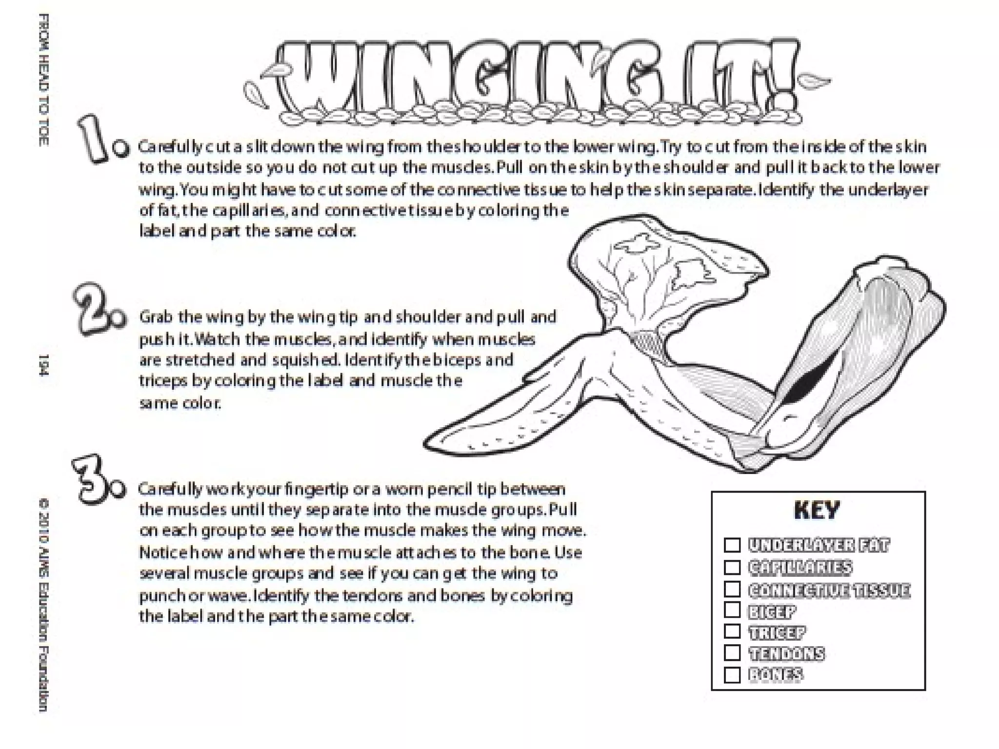 Chicken wing dissection | PPT