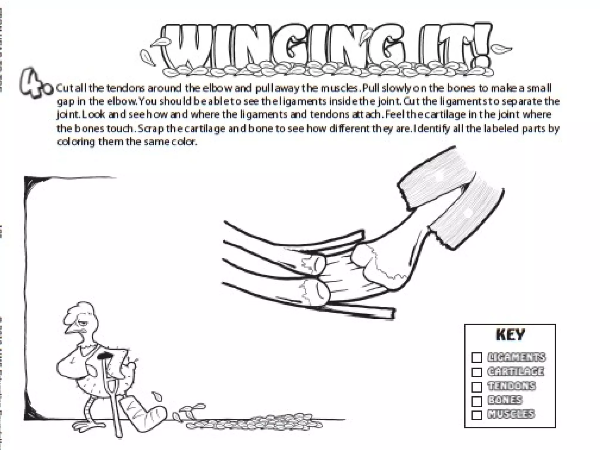 Chicken wing dissection | PPT