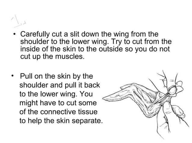 Chicken wing dissection | PPT