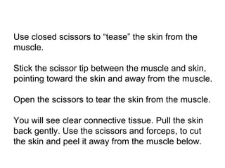 Chicken wing dissection | PPT